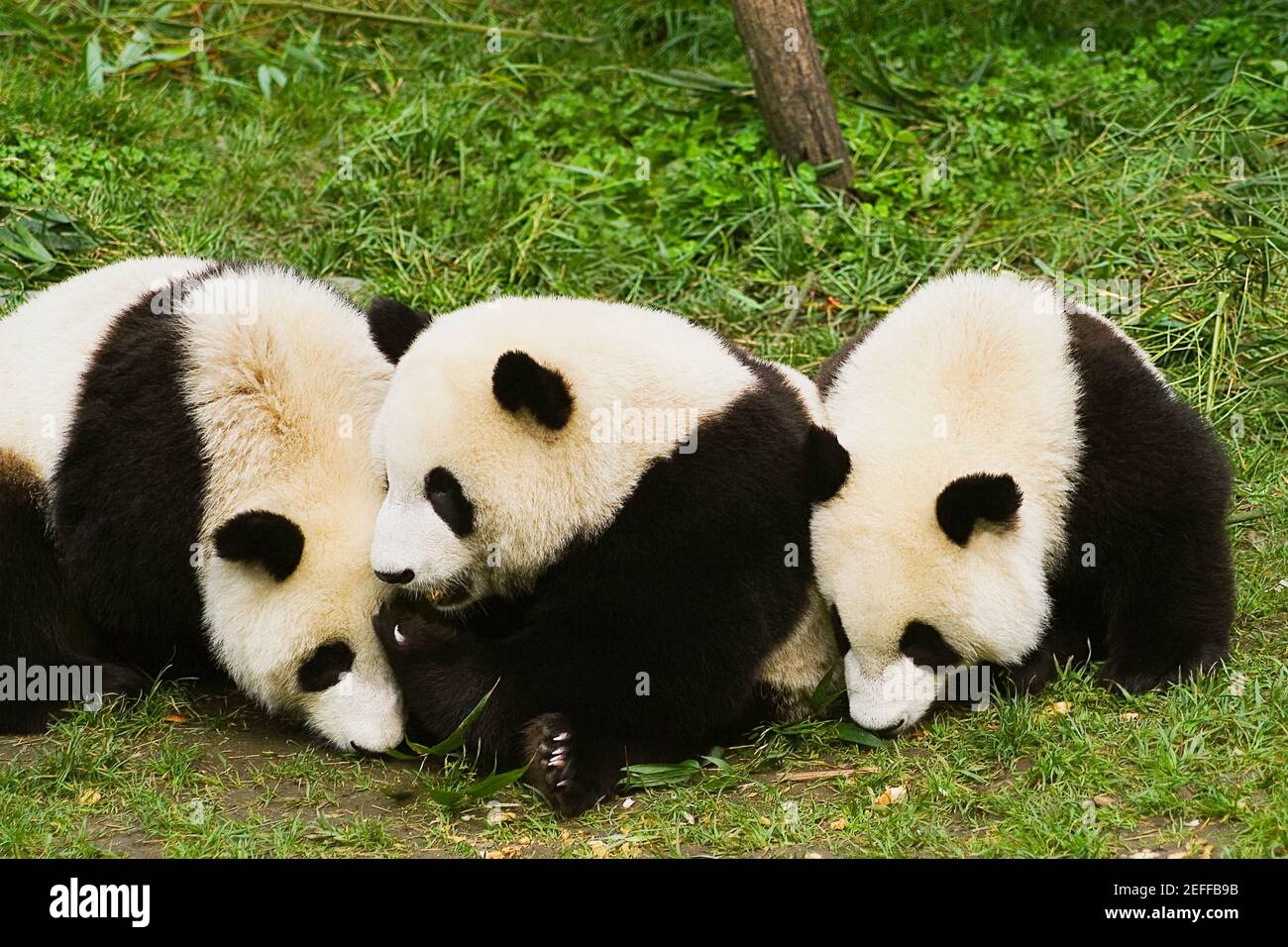 Three pandas hi-res stock photography and images - Alamy