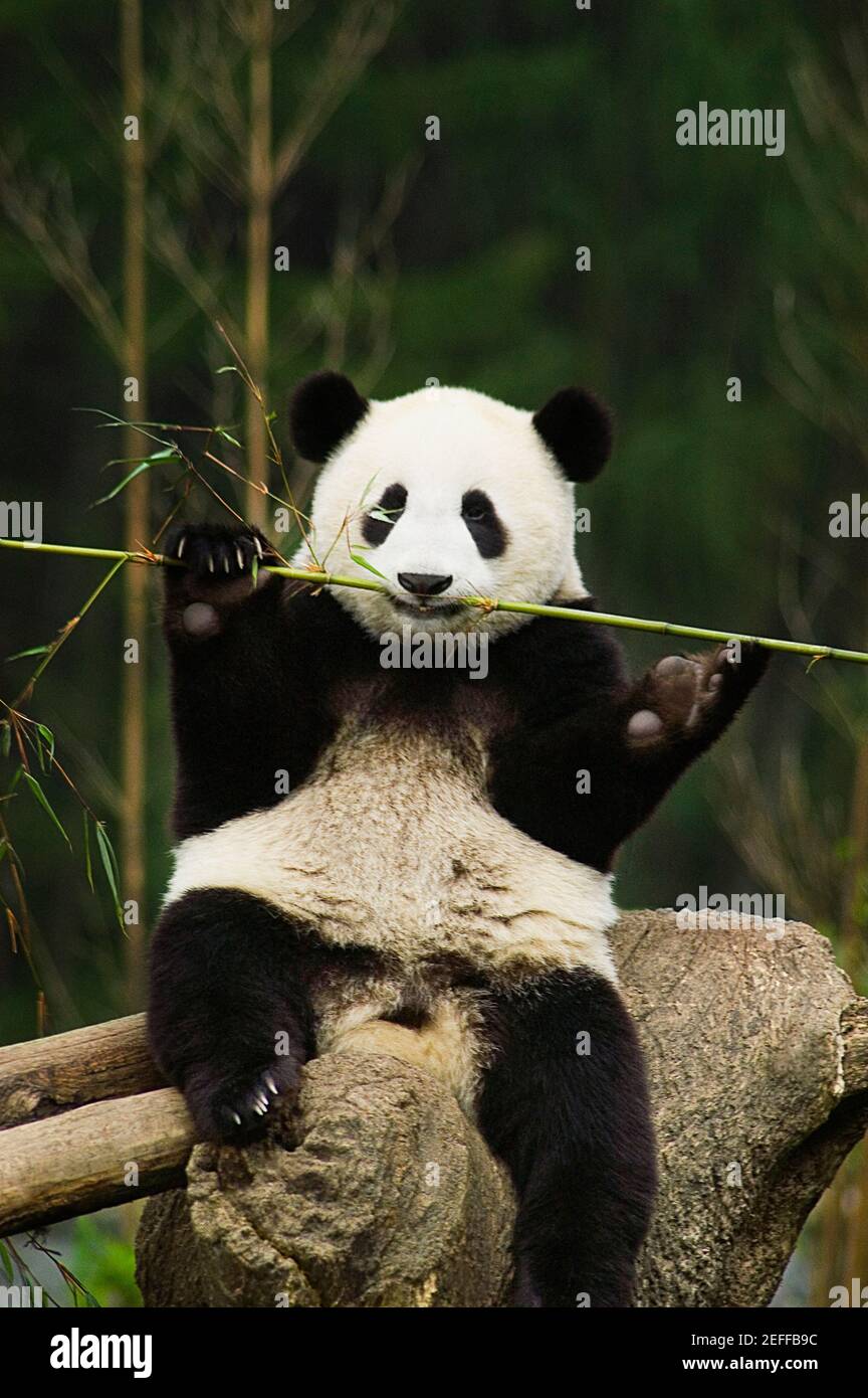 Panda chewing on bamboo hi-res stock photography and images - Alamy