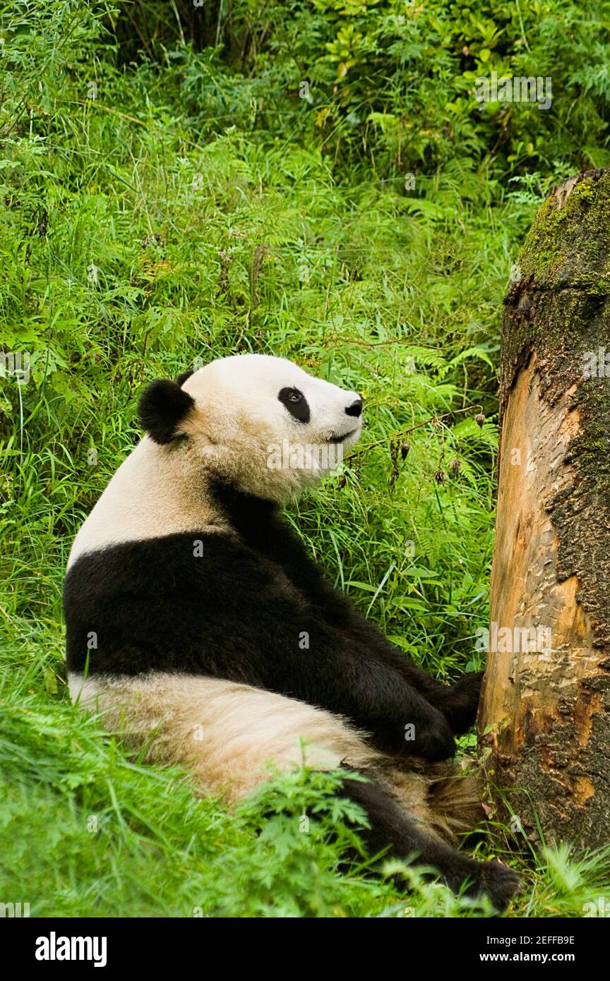 Panda Sitting Side View