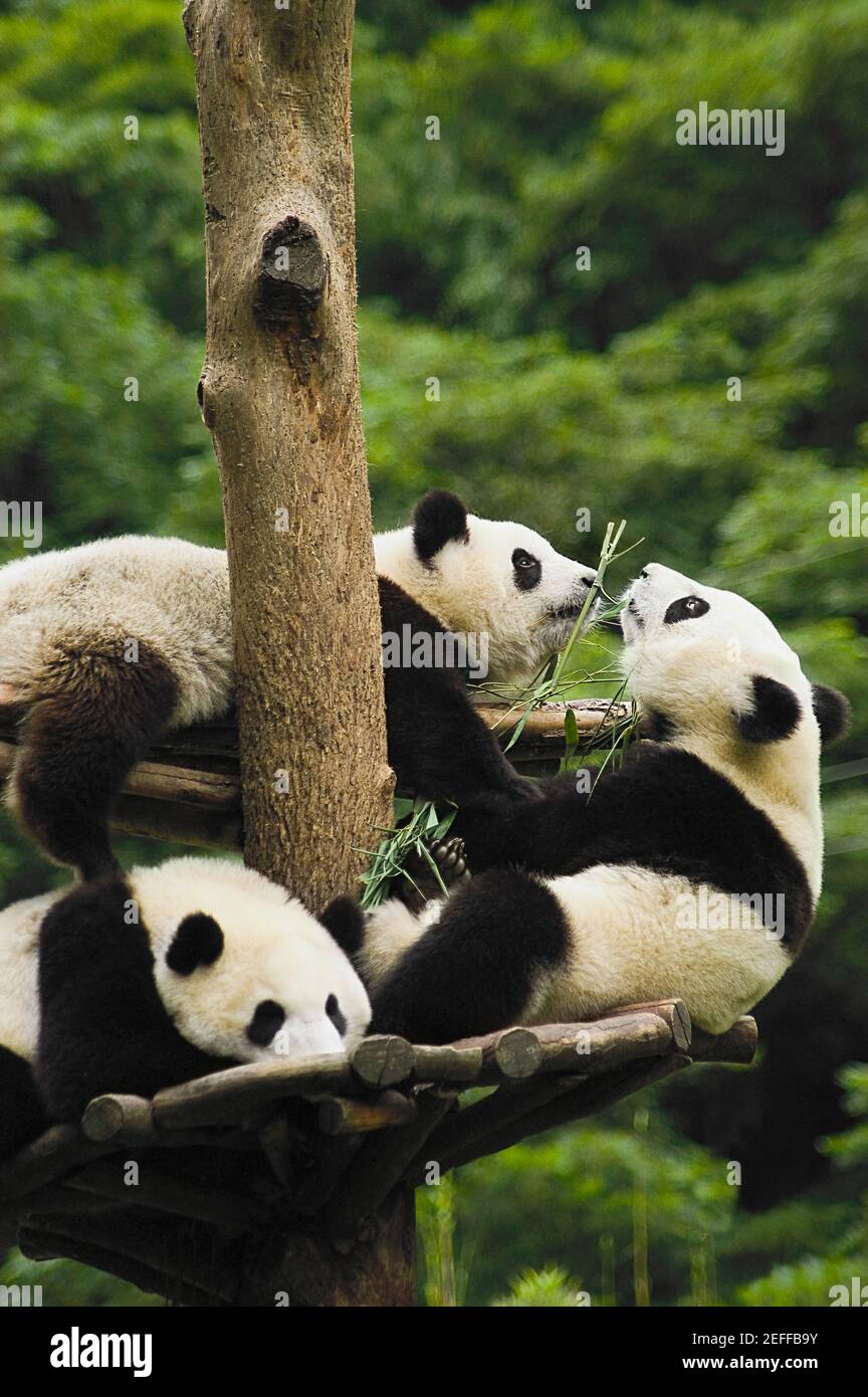 Three living species hi-res stock photography and images - Alamy