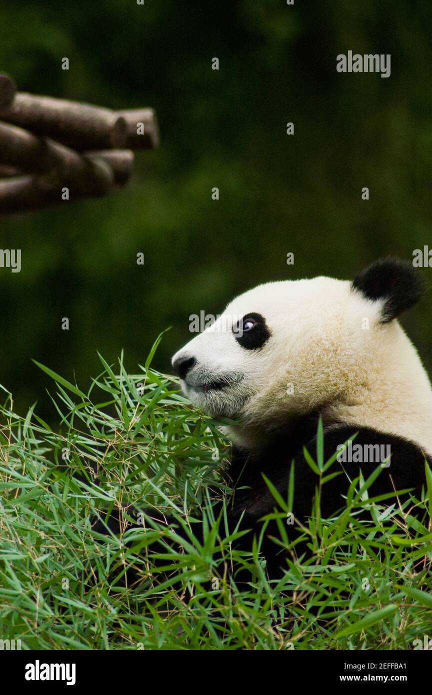 Side profile of a panda Alluropoda melanoleuca sitting in a field Stock ...
