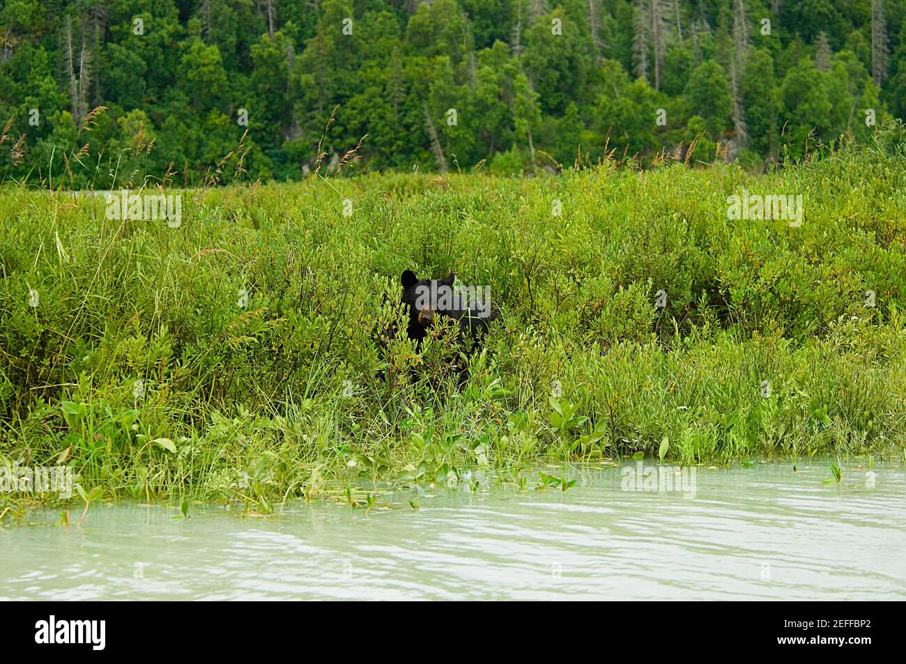 Urban black bear hi-res stock photography and images - Alamy