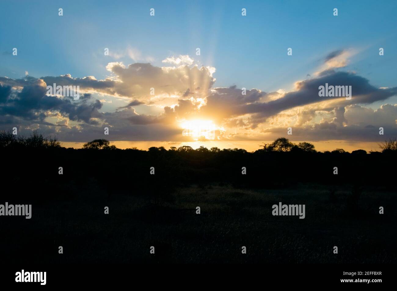 Africa forest horizon hi-res stock photography and images - Alamy