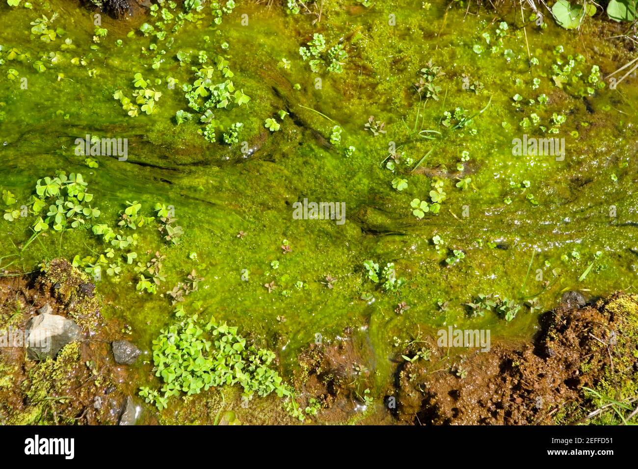 Hilo garden hi-res stock photography and images - Alamy