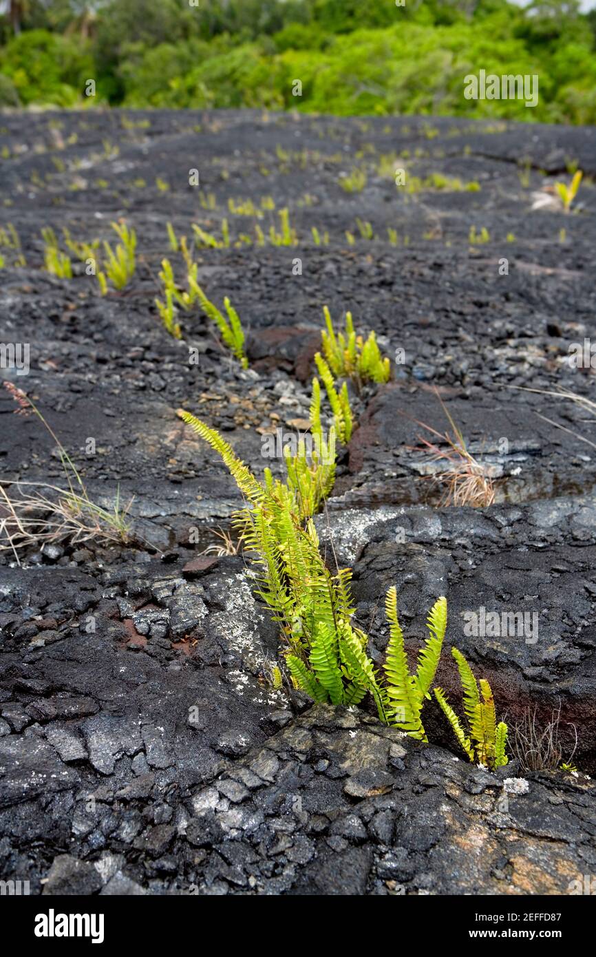 Plants on the rock, Kalapana, Hawaii Islands, USA Stock Photo - Alamy