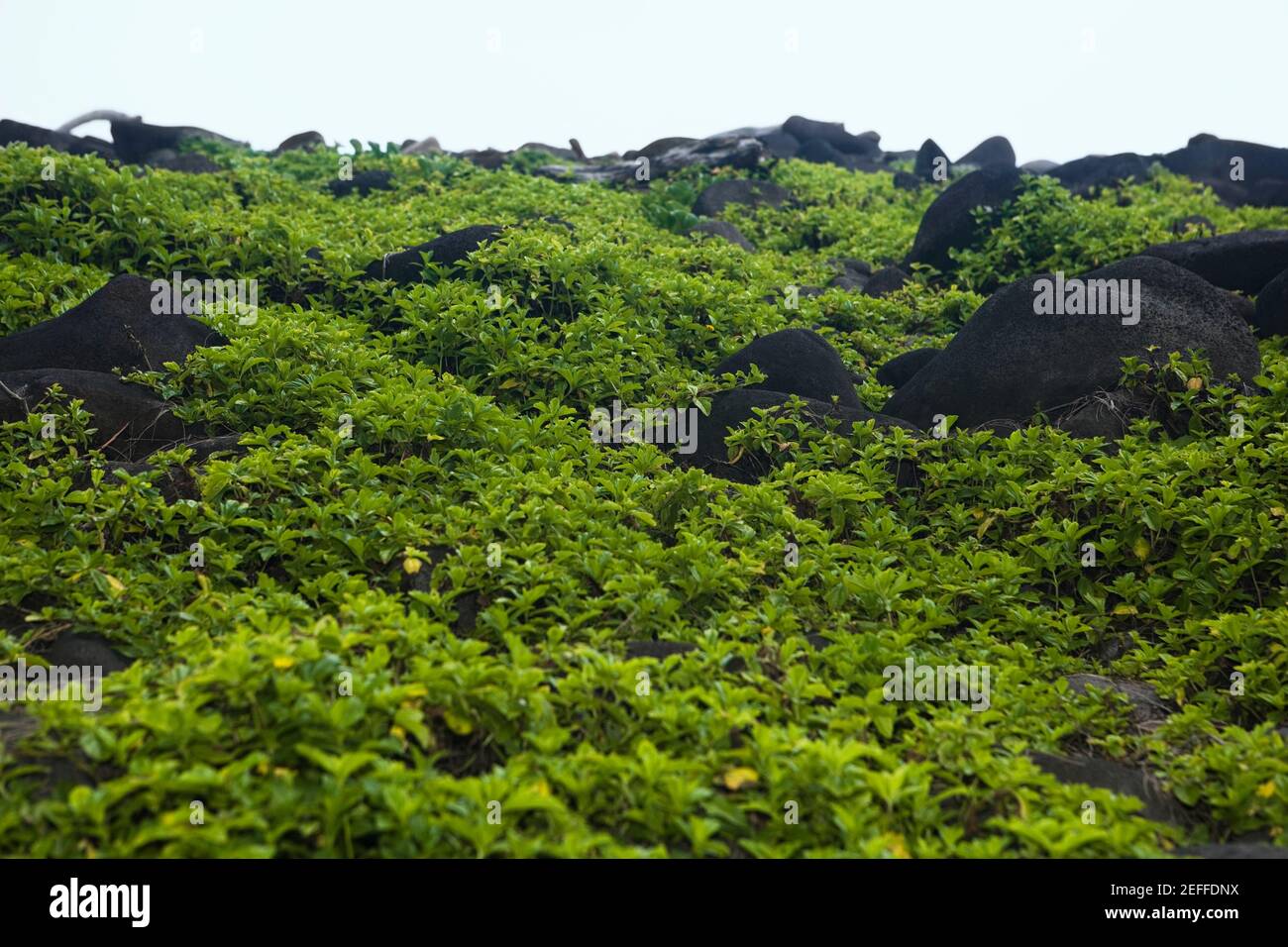 Rocks at a hillside, Pololu Valley, Big Island, Hawaii Islands, USA ...