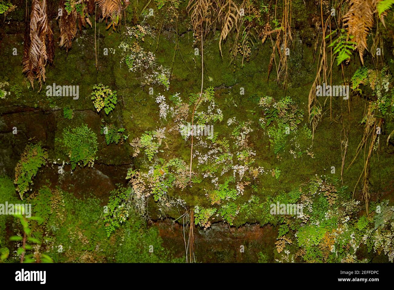 Moss on rock formations, Hawaii Volcanoes National Park, Hawaii Islands ...