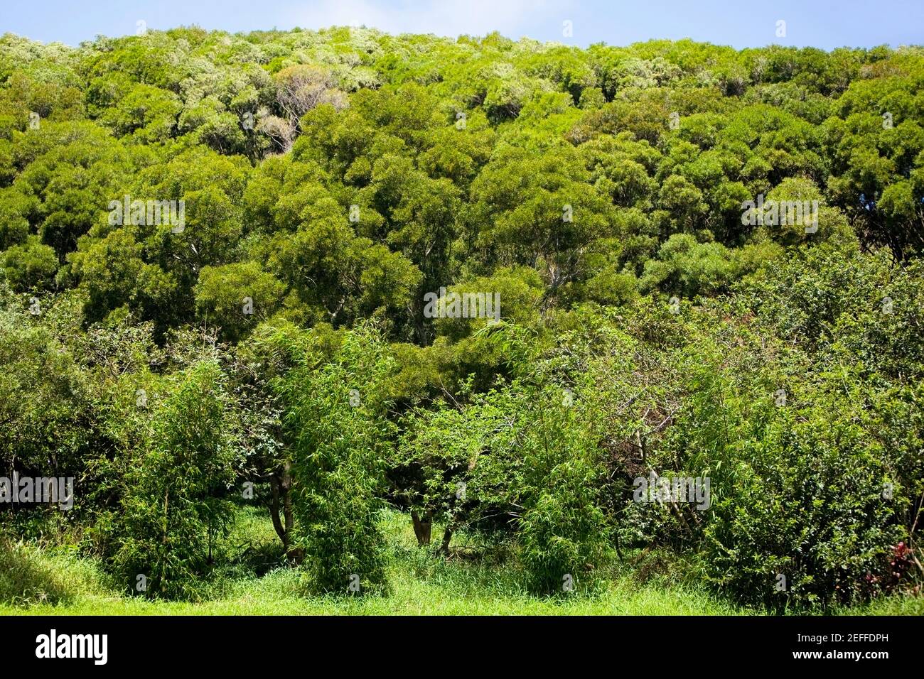 Trees in a forest, Twin Falls, Maui, Hawaii Islands, USA Stock Photo ...