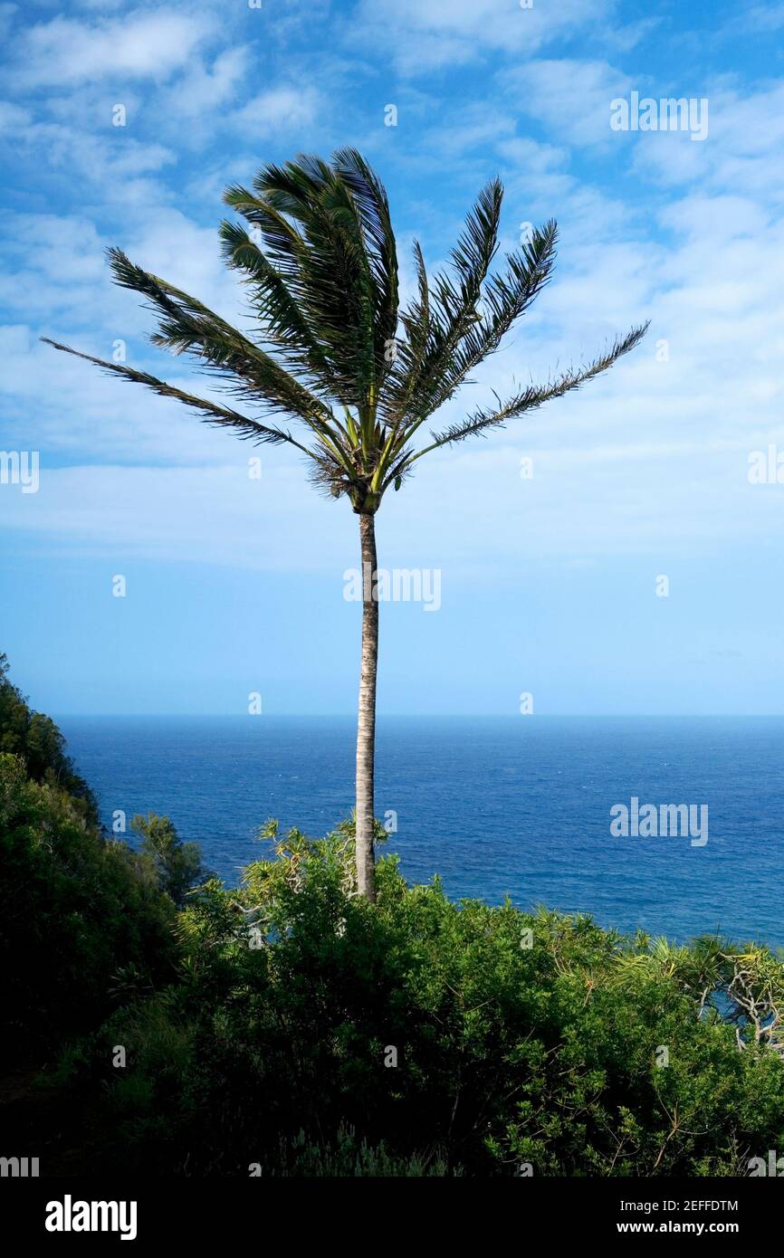 Palm tree swaying on the beach, Pololu Valley, Kohala, Big Island ...