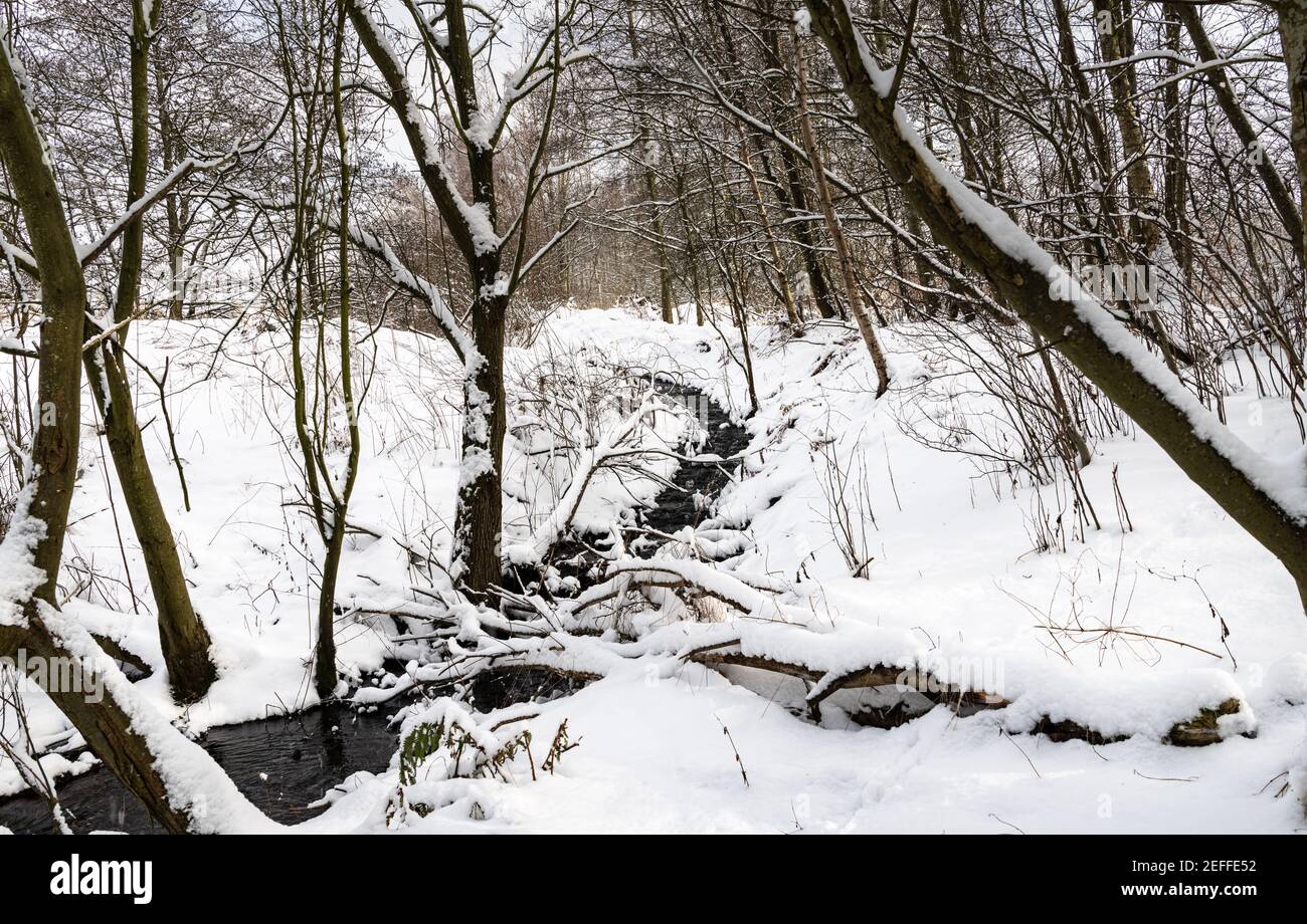 Creek in snow covered forest hi-res stock photography and images - Alamy