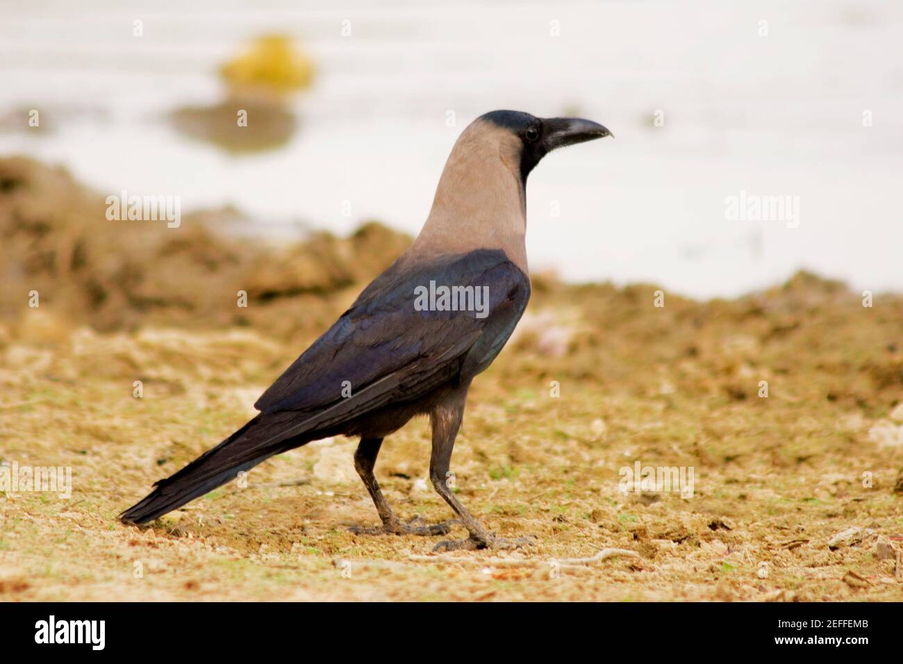 Side profile of a crow, Gadi Sagar, Jaisalmer, Rajasthan, India Stock ...