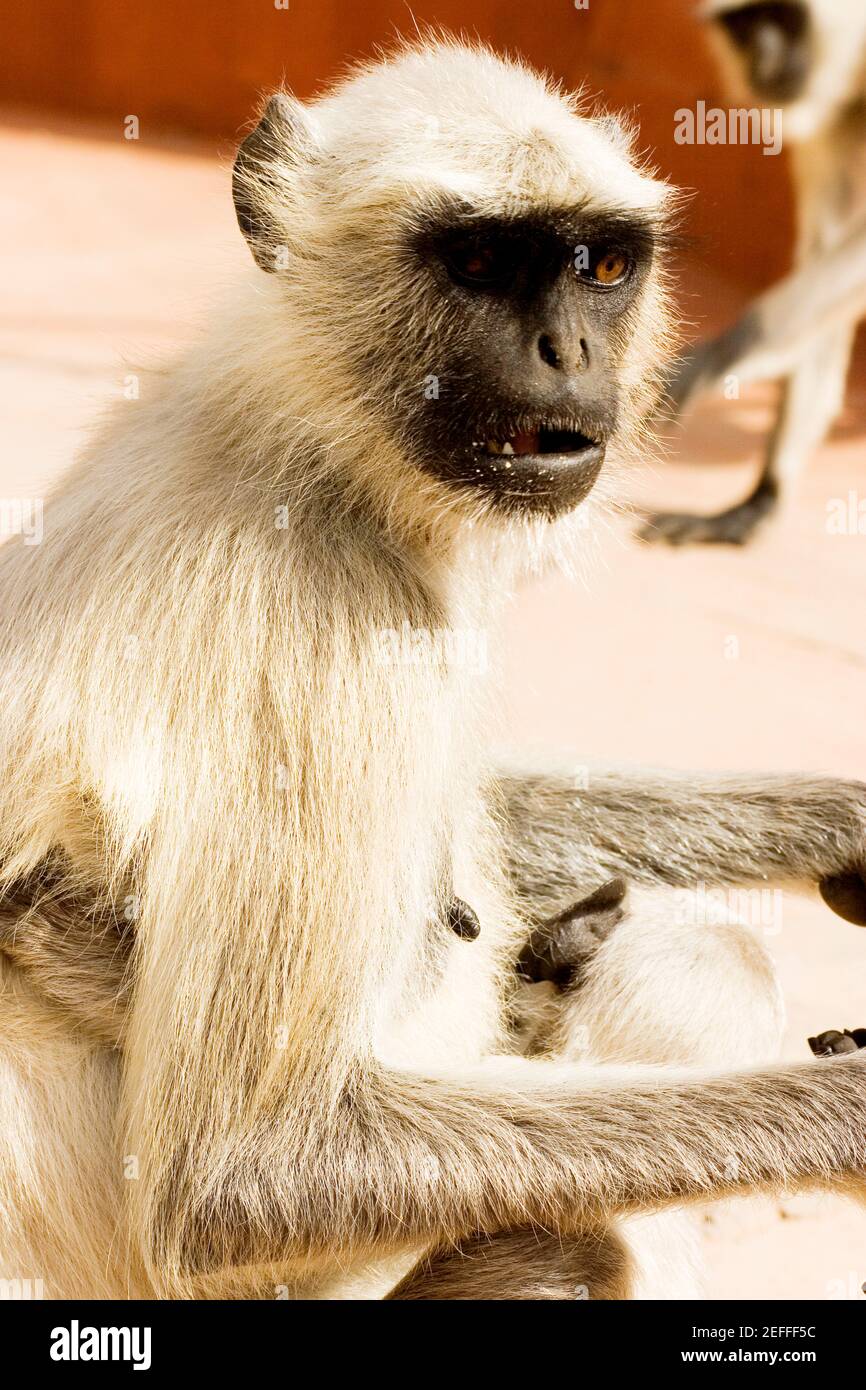 Close-up of a monkey, Jaigarh Fort, Jaipur, Rajasthan, India Stock ...