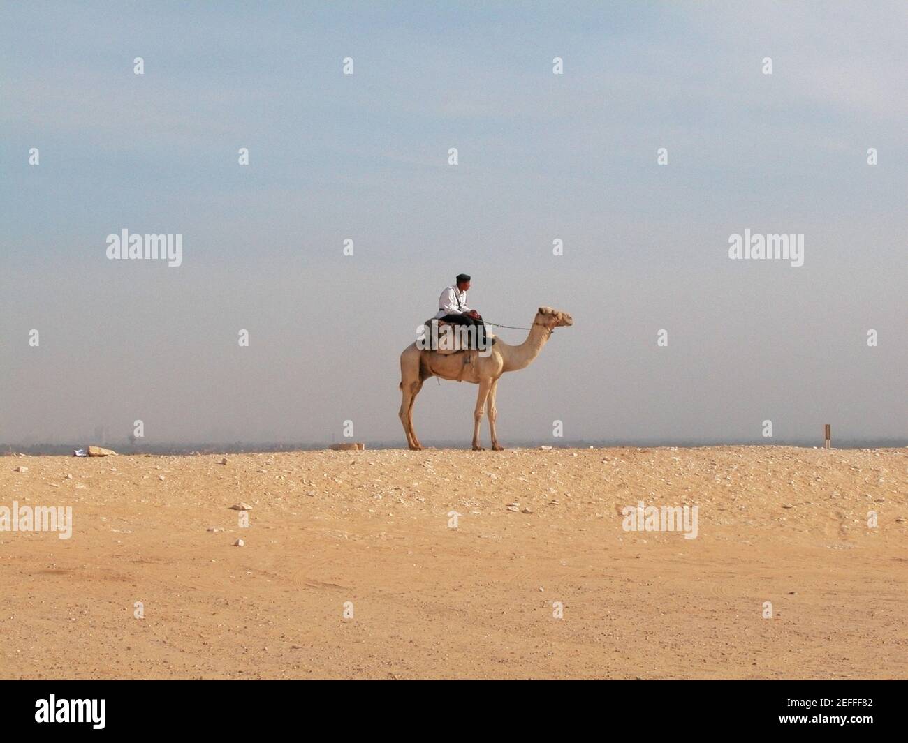 Camel with his headgear hi-res stock photography and images - Alamy