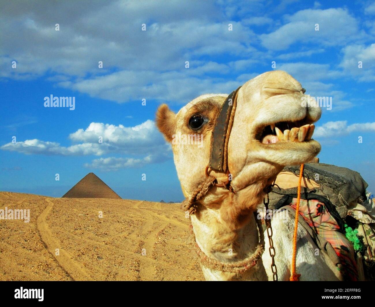 Camel tooth hi-res stock photography and images - Alamy
