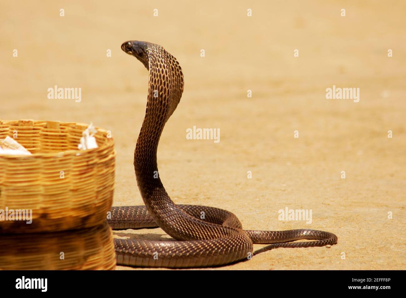 Black cobra hi-res stock photography and images - Alamy