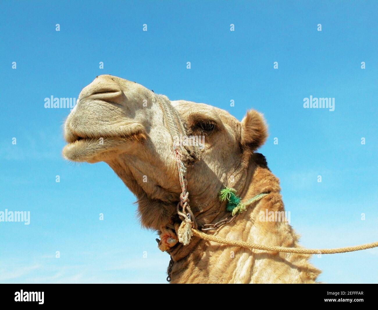 Blue camel hi-res stock photography and images - Alamy