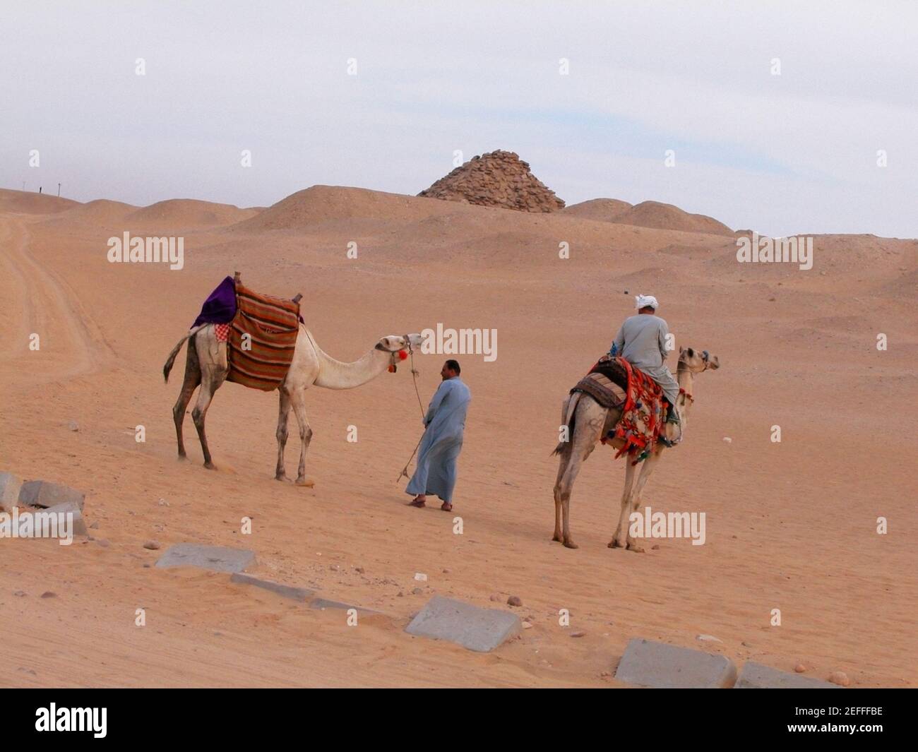 Camel with his headgear hi-res stock photography and images - Alamy