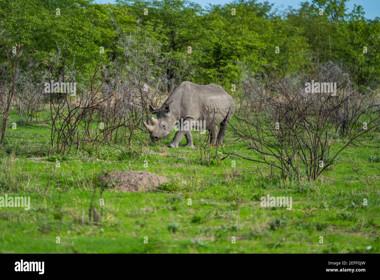 Endangered species black rhinoceros, rhino walking between thorny ...