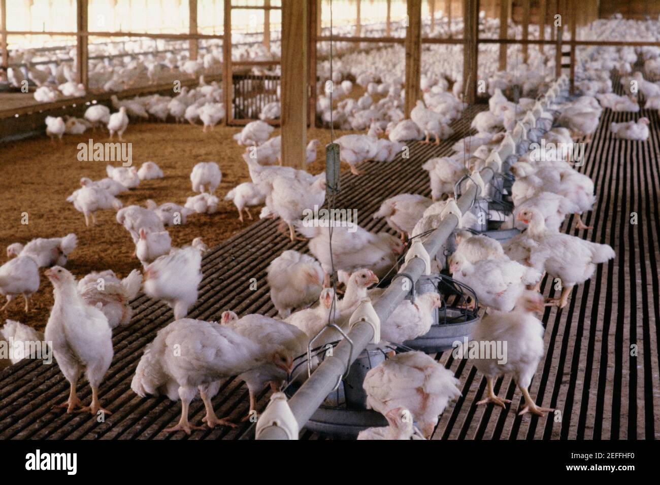 Chicken farm, Philippines Stock Photo - Alamy