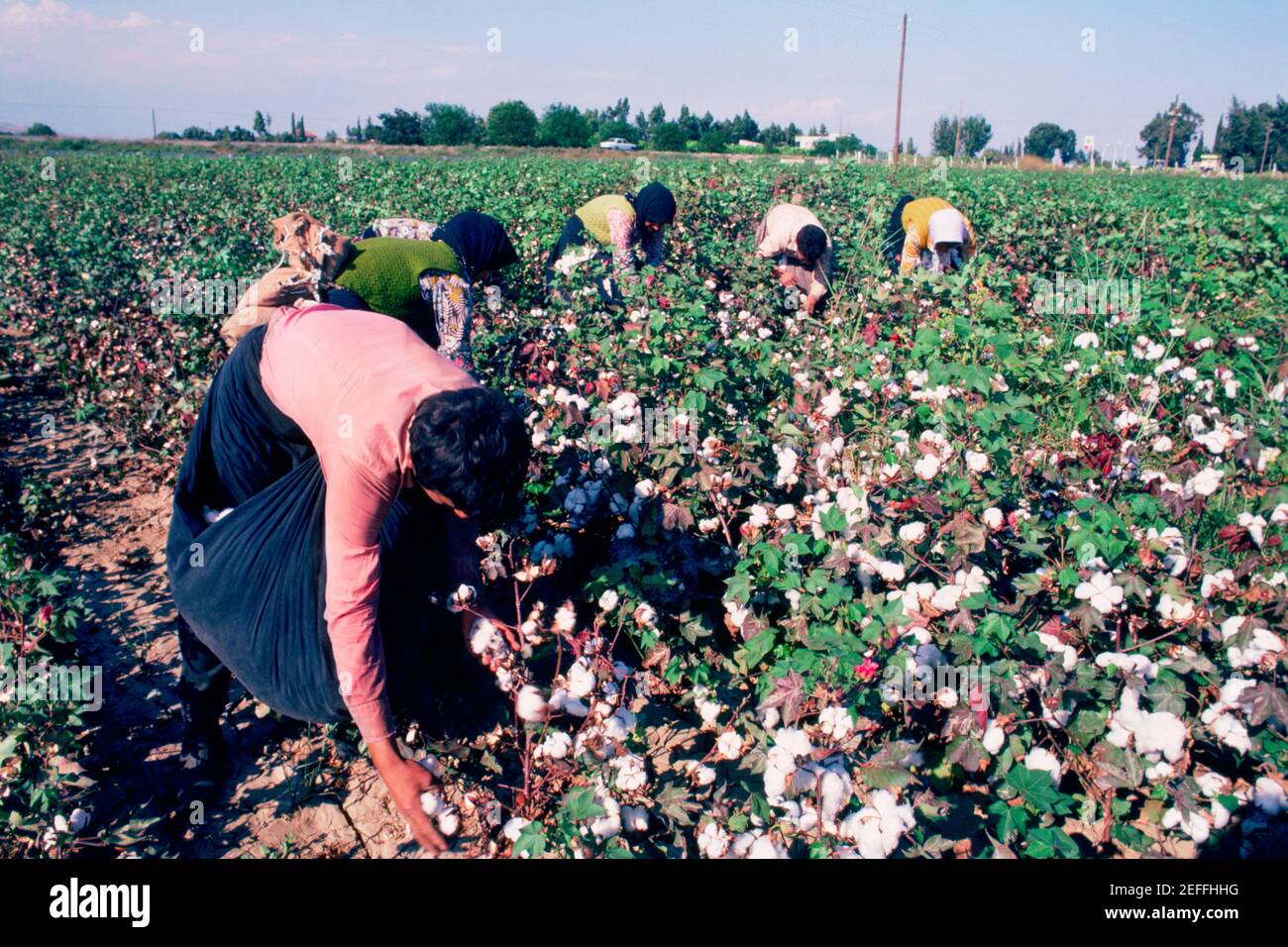 Cotton field worker hi-res stock photography and images - Alamy