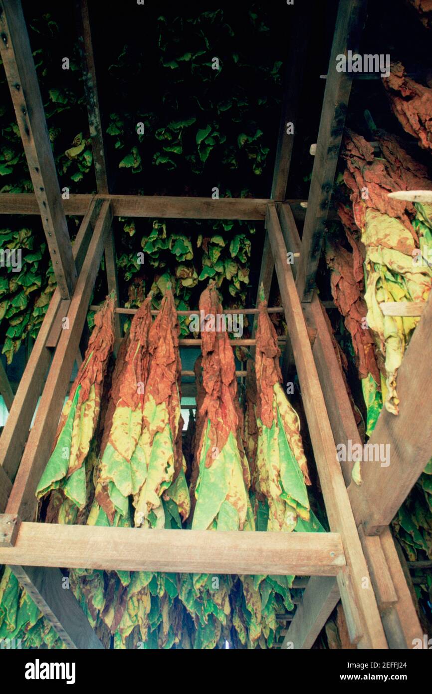 Tobacco curing in a barn, Maryland Stock Photo - Alamy