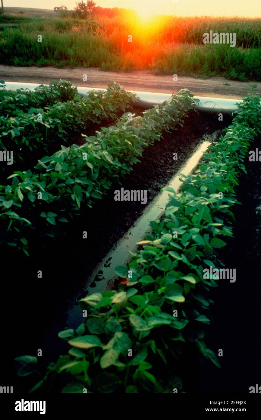 Irrigation of soybean fields Stock Photo - Alamy