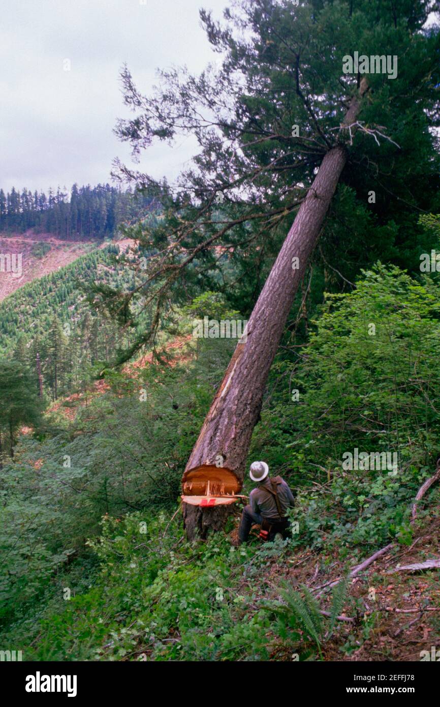 Man cutting down tree Stock Photo - Alamy