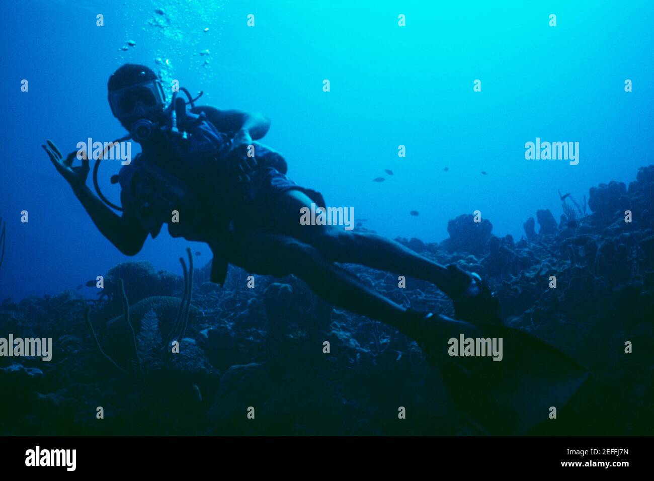 A diver is seen above a coral reef in blue waters, Jamaica Stock Photo ...