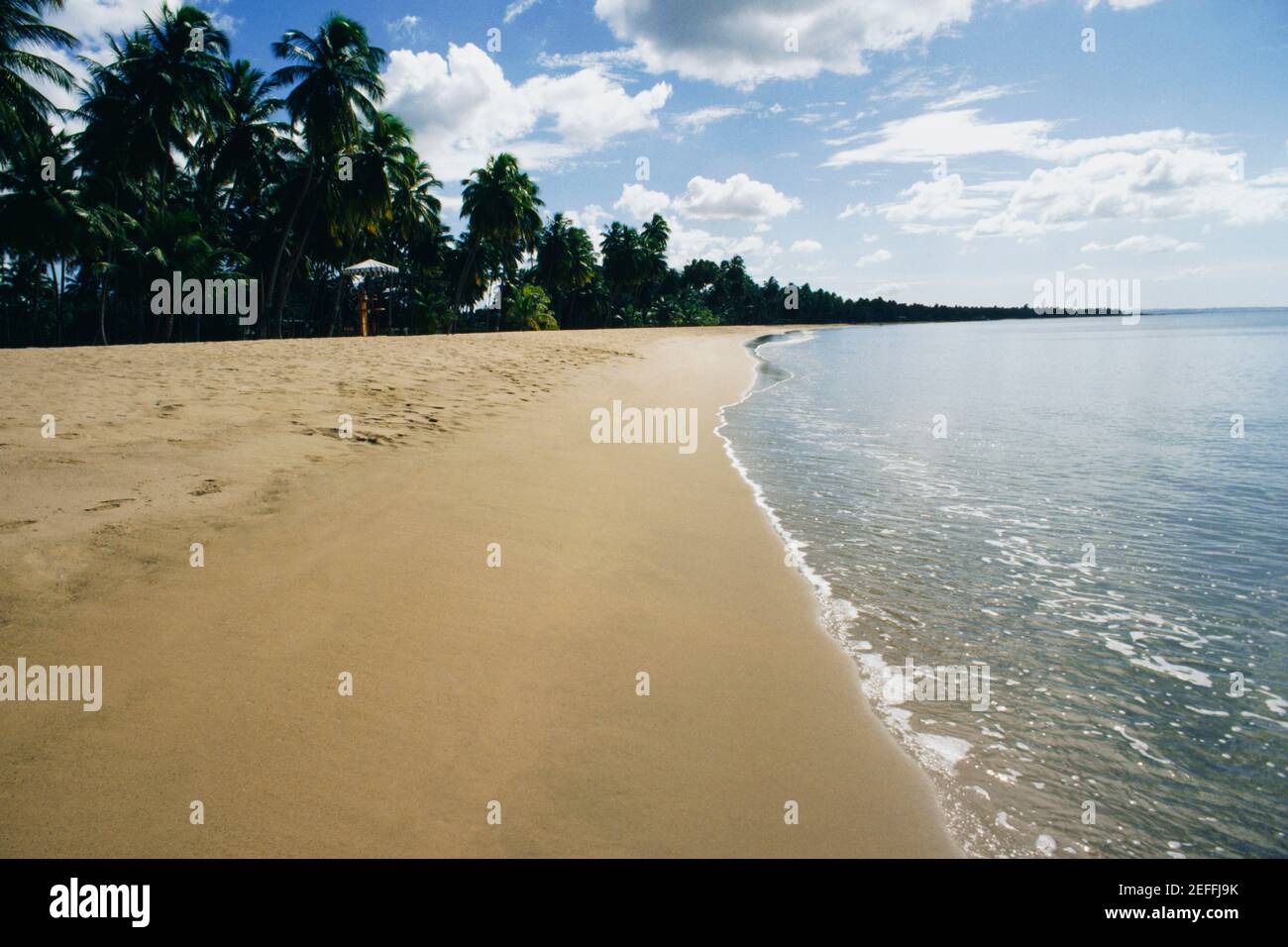 Coastline of a sea adorned with greenery, Mayaguez beach, Puerto Rico ...