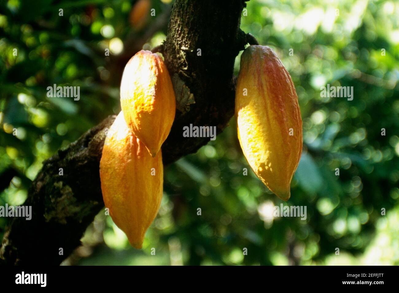 Caribbean bark hi-res stock photography and images - Alamy
