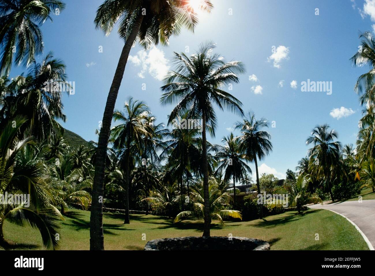 Scenic view of palm trees on a lawn, U.S. Virgin Islands Stock Photo ...