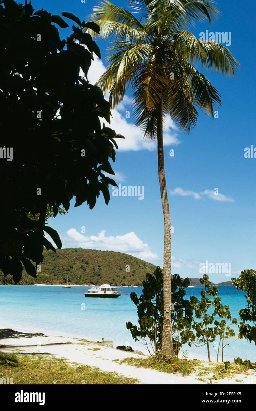 A tall palm tree seen on a beach, St. John, U.S. Virgin Islands Stock ...