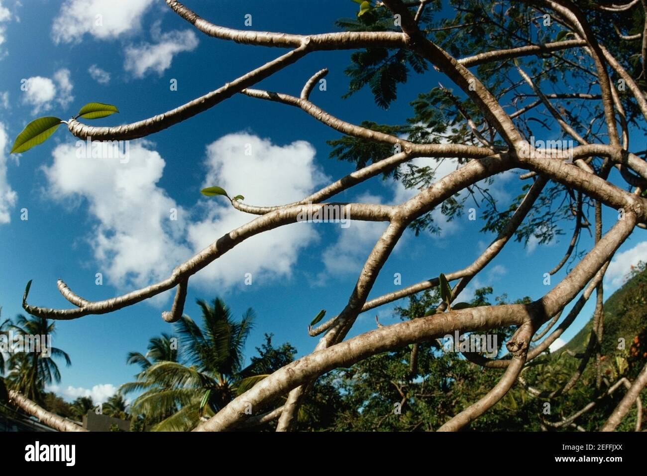 Blue sky seen through the branches of an old tree, U.S. Virgin Islands ...