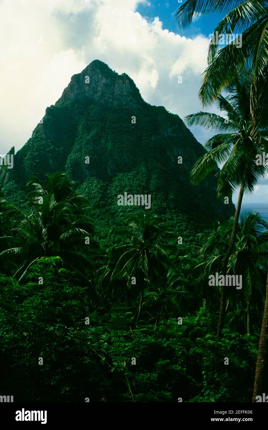 Low angle view of an ancient dormant volcano, Grand Piton, St. Lucia ...