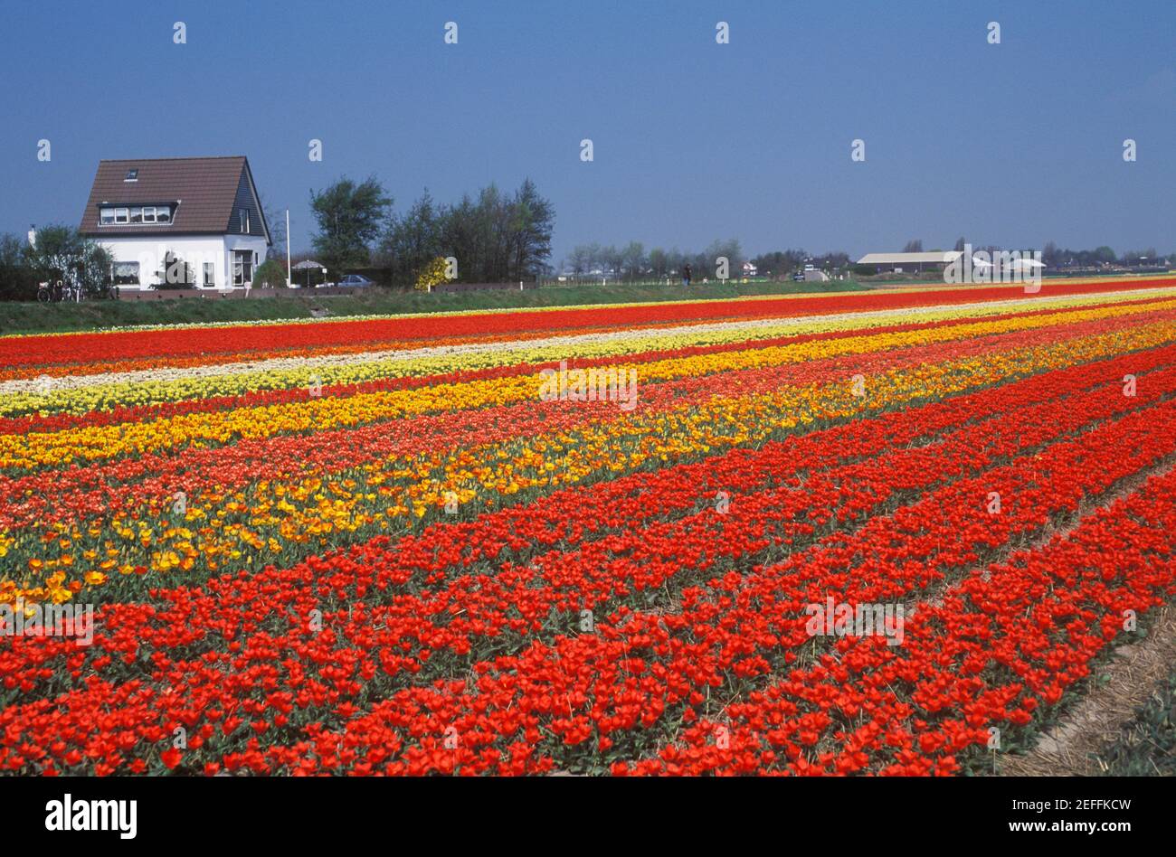 Flowers in a field, Amsterdam, Netherlands Stock Photo - Alamy