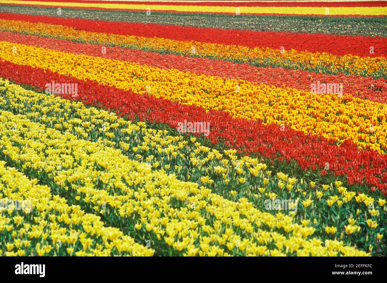 Flowers in a field, Amsterdam, Netherlands Stock Photo - Alamy