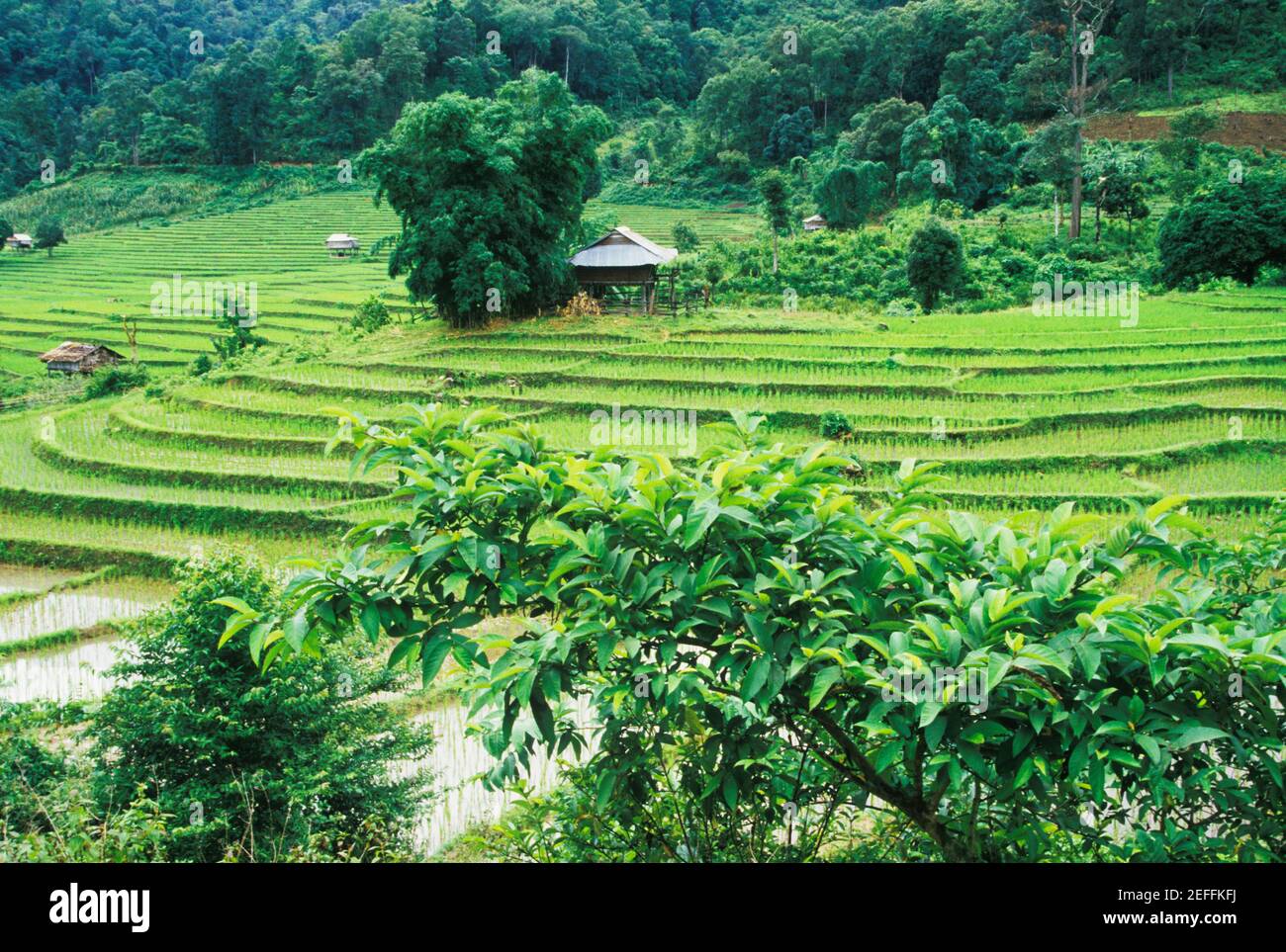Panoramic view of a rice paddy field, Bali, Indonesia Stock Photo - Alamy
