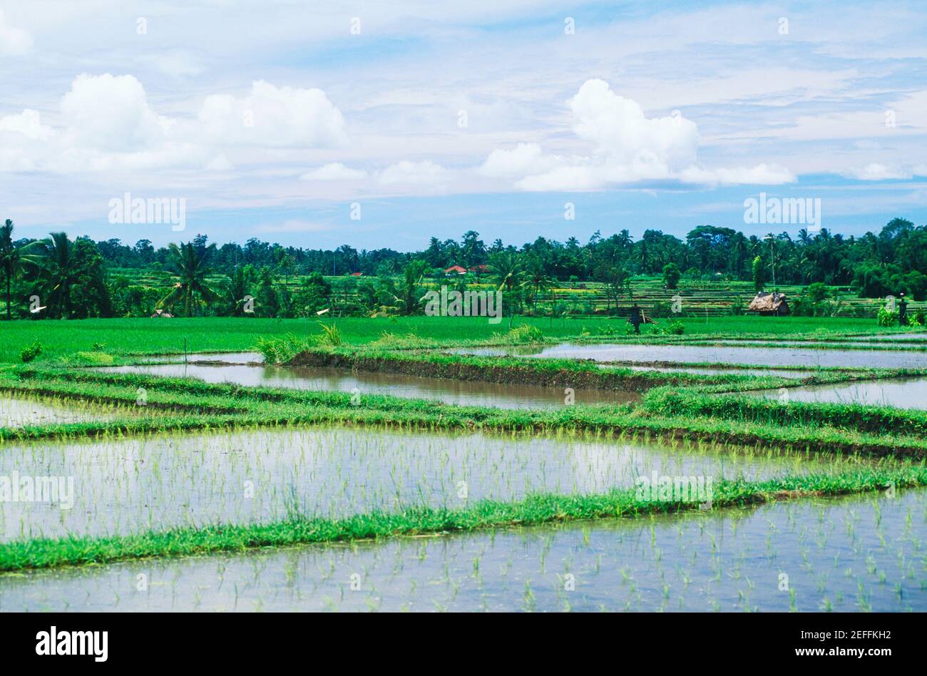 Panoramic view of a rice paddy field, Bali, Indonesia Stock Photo - Alamy