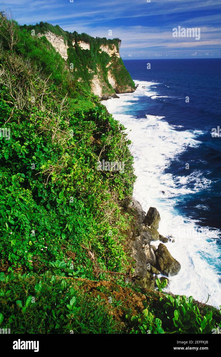 Plants growing on a cliff along the sea, Bali, Indonesia Stock Photo ...