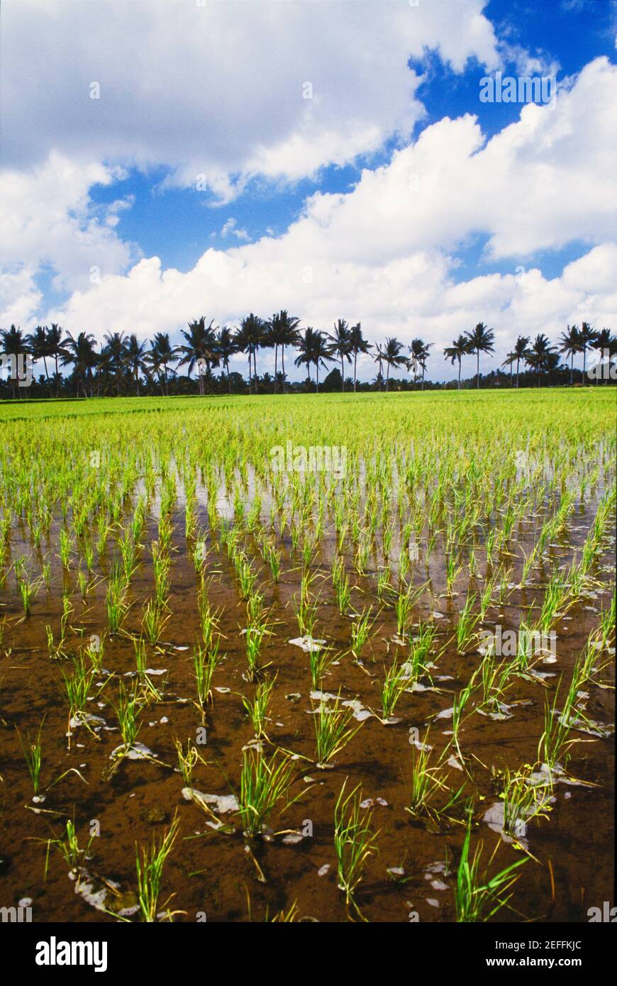 Clouds over a paddy field, Bali, Indonesia Stock Photo - Alamy