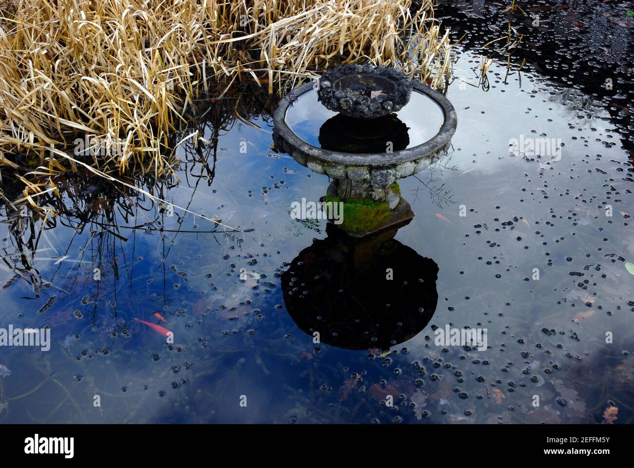 Old pond in a traditional English garden Stock Photo - Alamy