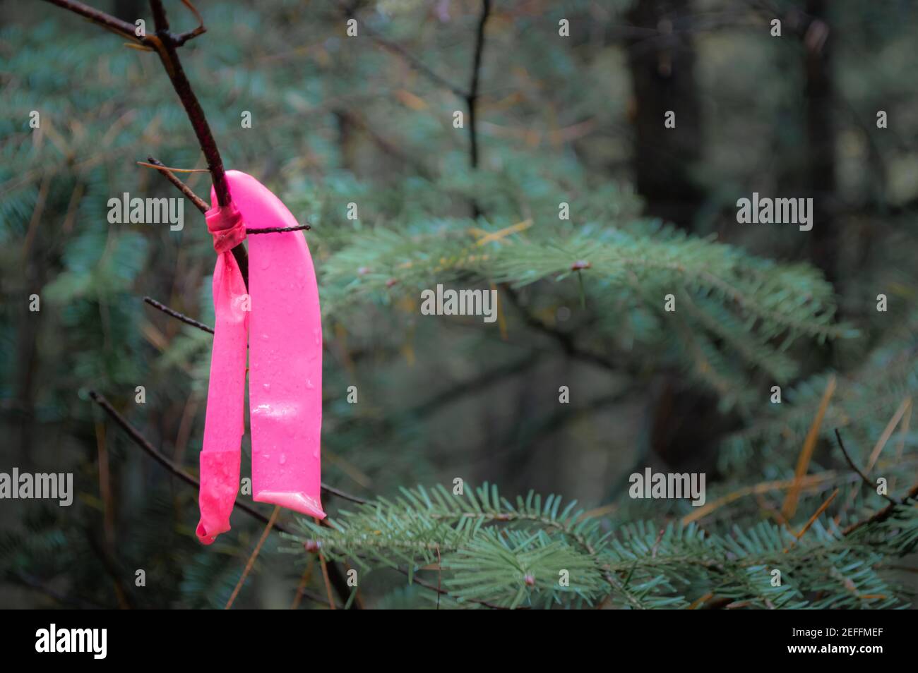 Pink plastic ribbon tied to the branch of a pine tree in the woods ...