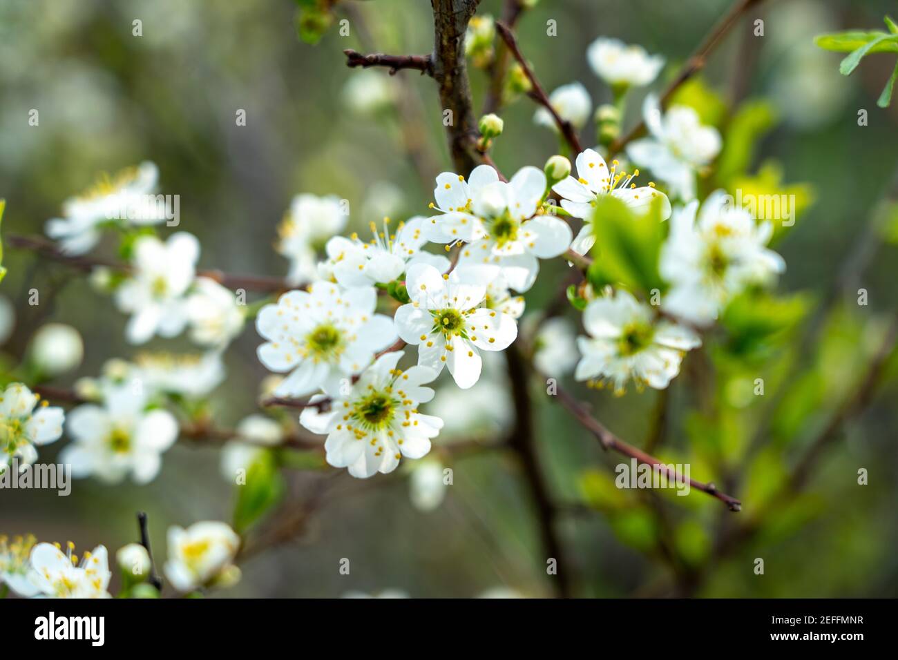 Blooming cherry. Quiet spring evening. Close-up Stock Photo - Alamy