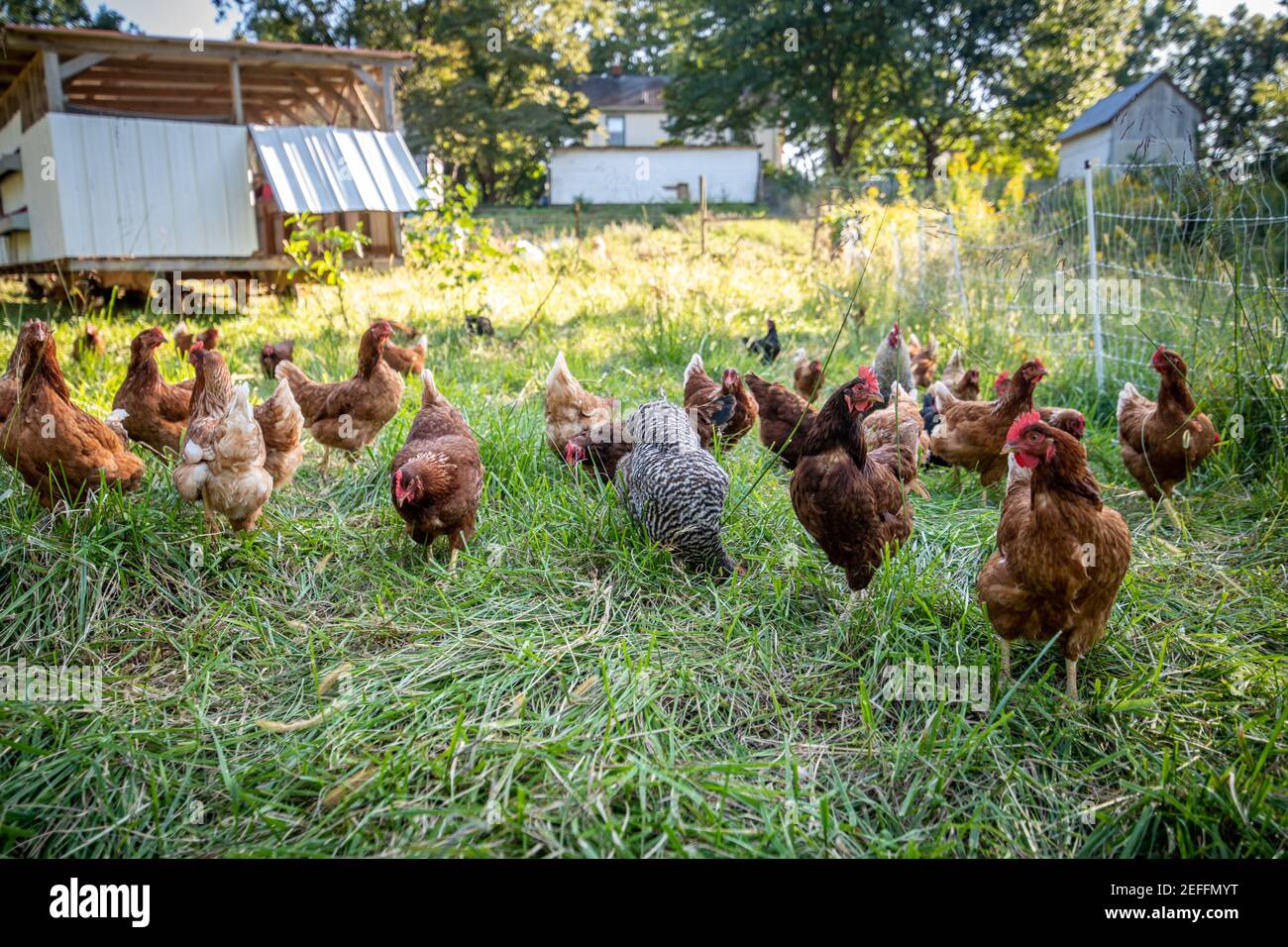 Flock of colorful chickens on a farm in Valley Lee, MD Stock Photo - Alamy