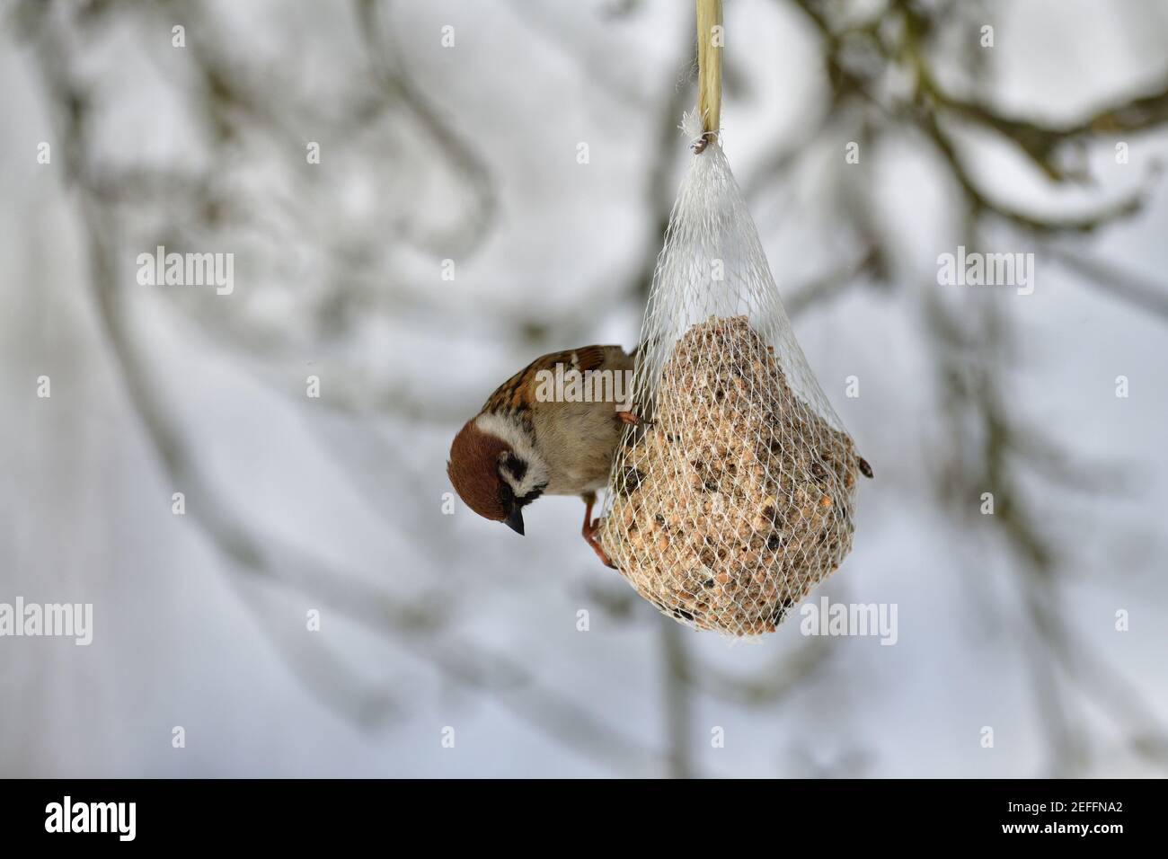 Eurasian Sparrow hanging and eating seeds in the snowy winter on a ...