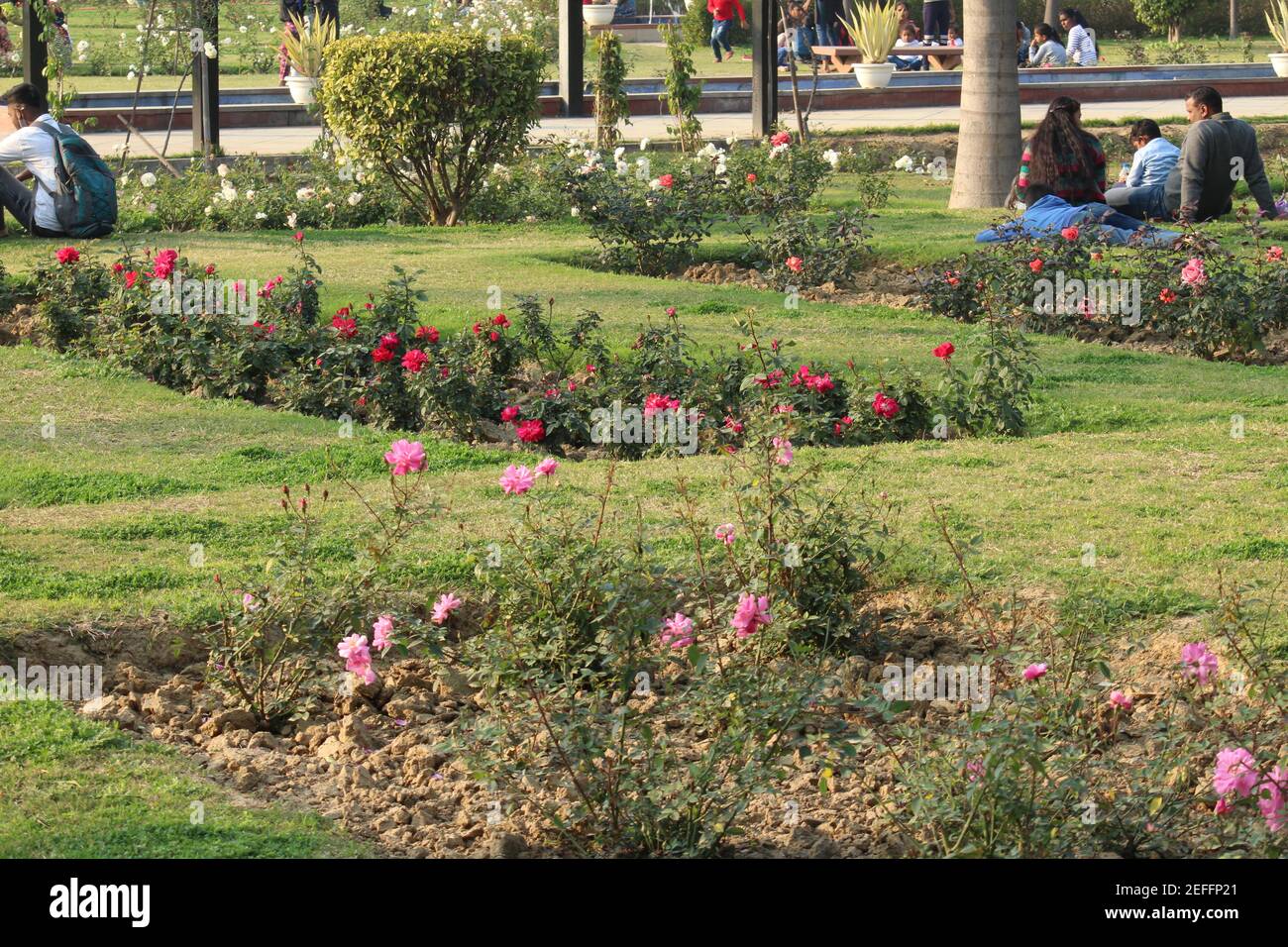 Indo africa friendship rose garden hi-res stock photography and images ...