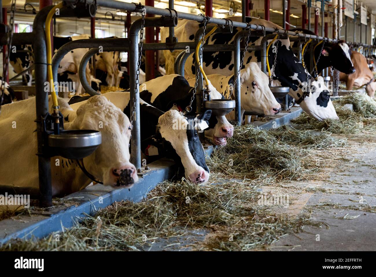 chained, milking cows by automatic industrial milking rotary system in ...