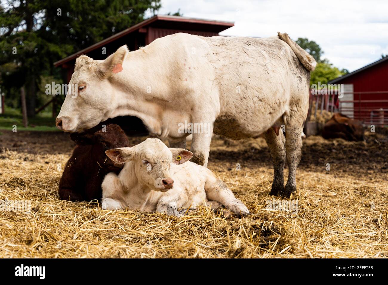 Standing white cow and two lying calfs, one white and one brown, at a ...