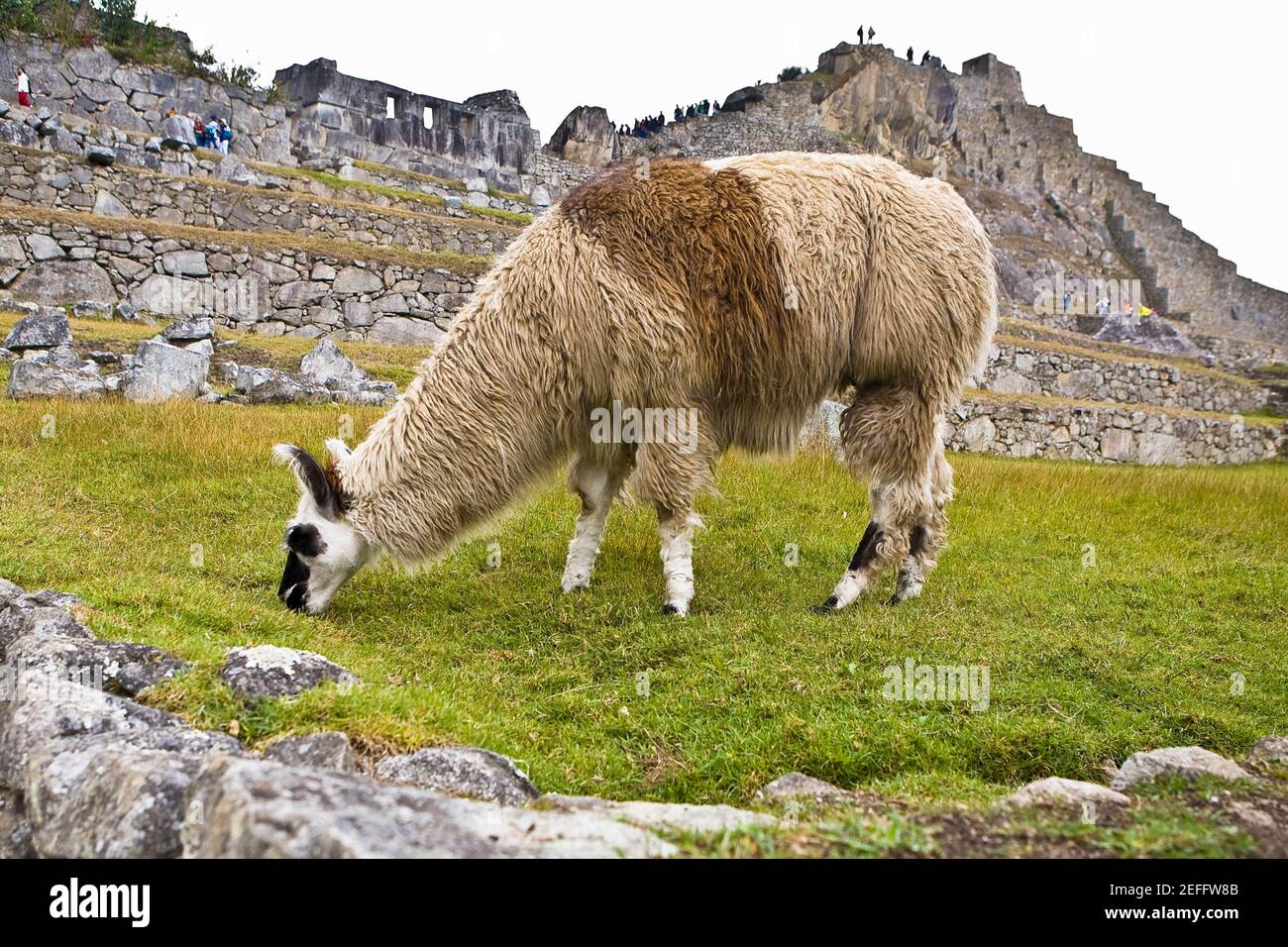 Llama Lama glama grazing near old ruins of buildings, Machu Picchu ...