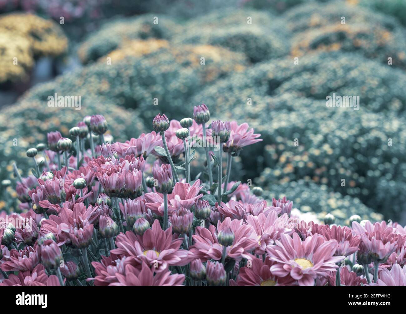 The flowers are so beautiful in my garden Stock Photo - Alamy